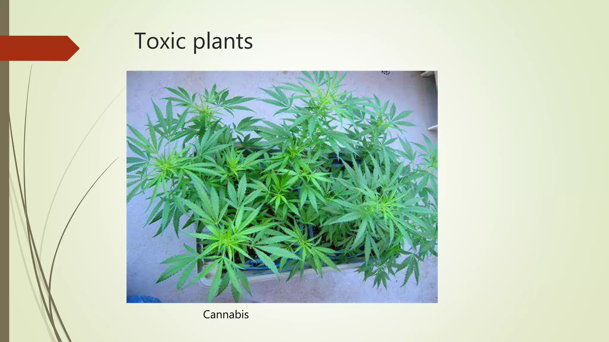 Forensic Botany | PPTX