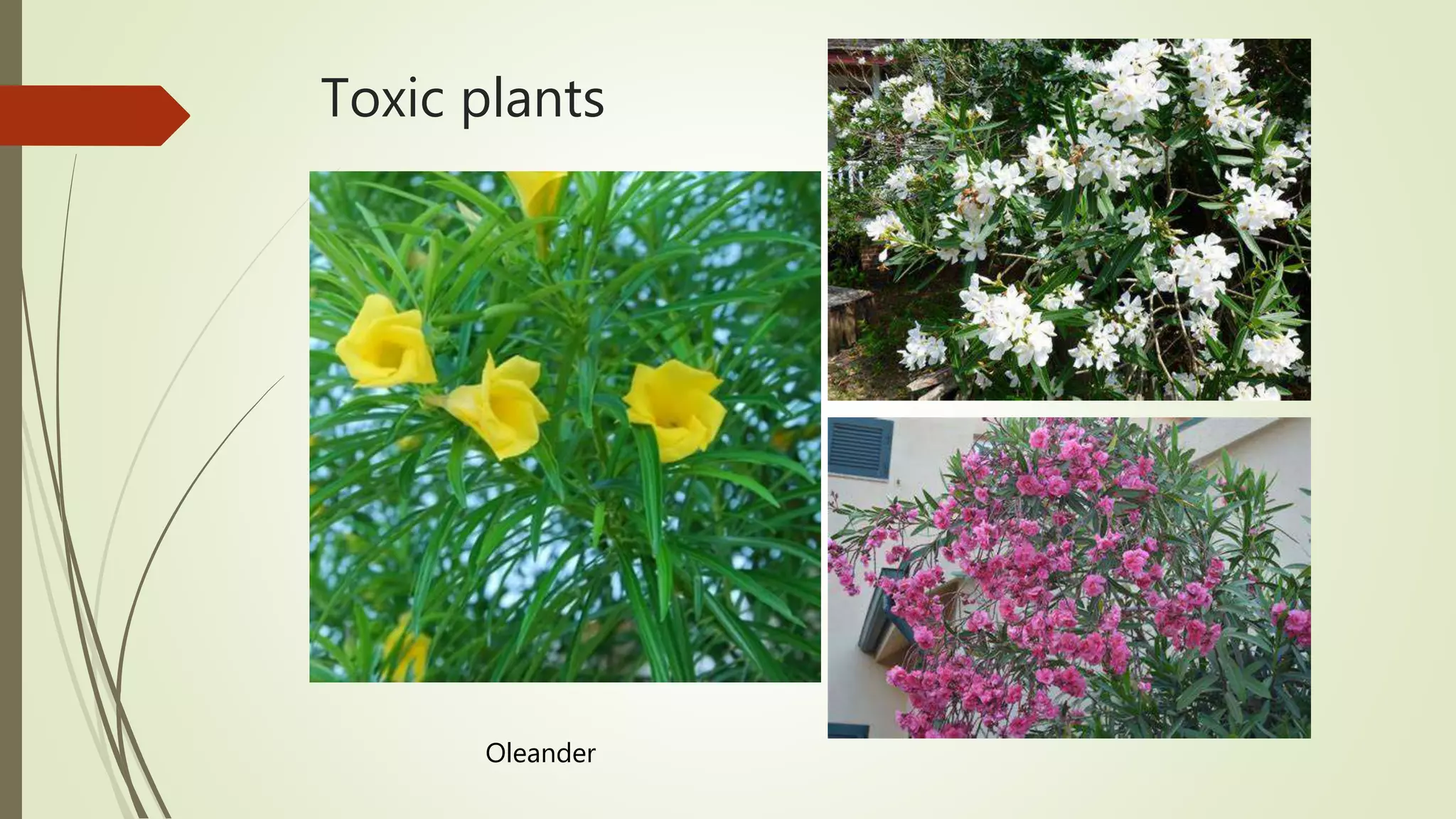 Forensic Botany | PPTX