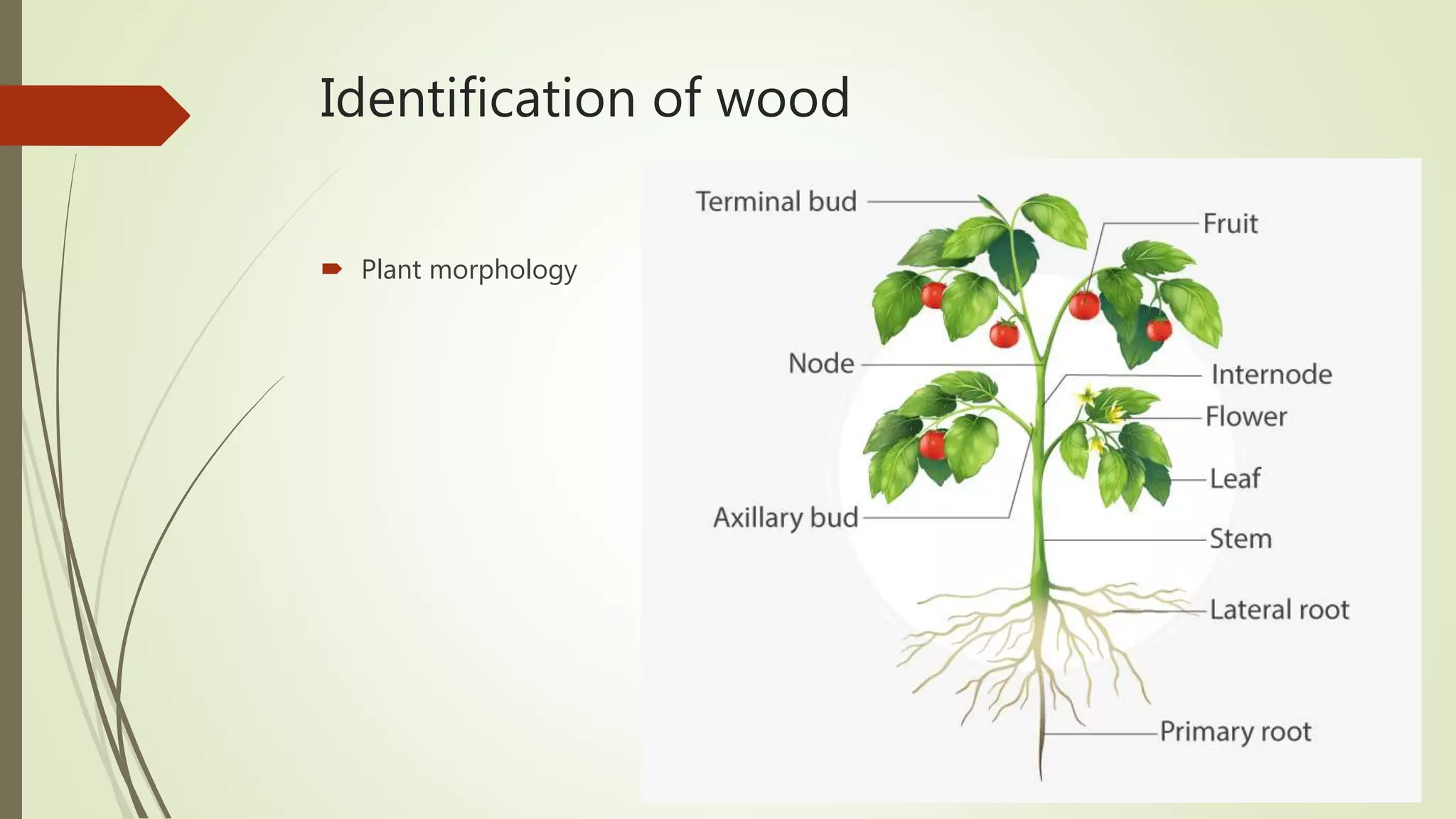 Forensic Botany | PPTX