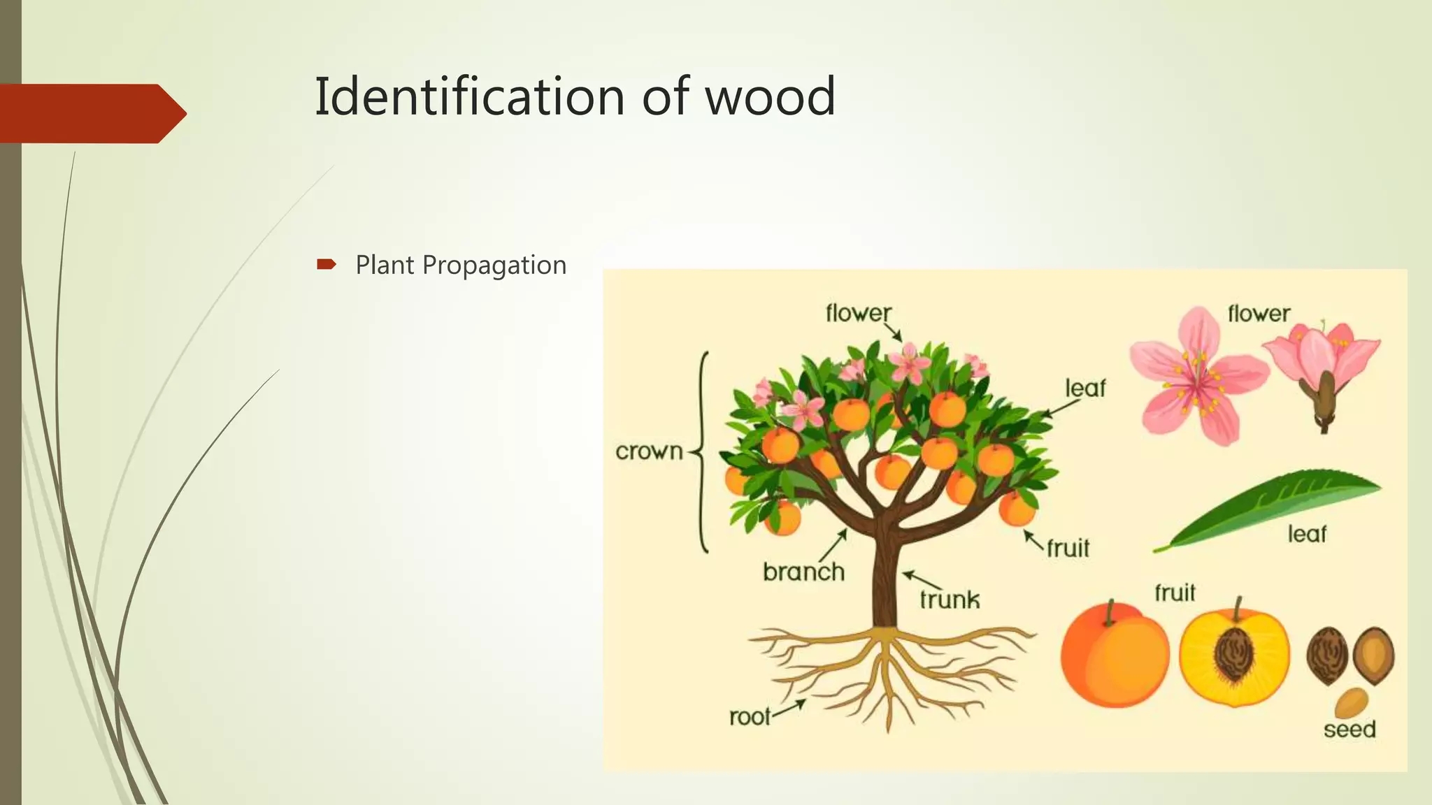 Forensic Botany | PPTX