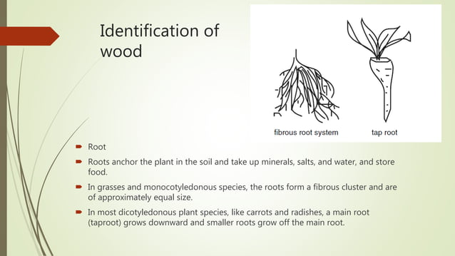 Forensic Botany | PPTX