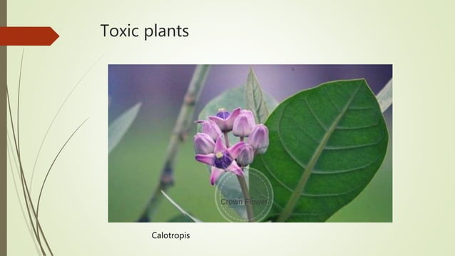 Forensic Botany | PPTX