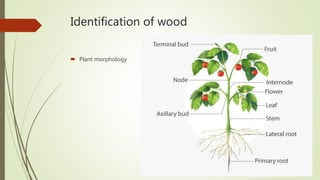 Forensic Botany | PPTX