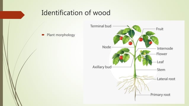 Forensic Botany | PPTX