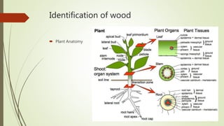 Forensic Botany | PPTX