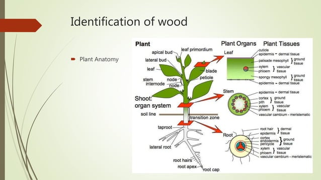 Forensic Botany | PPTX