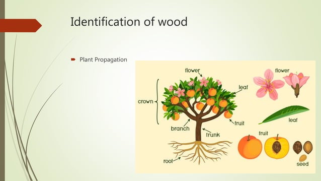 Forensic Botany | PPTX