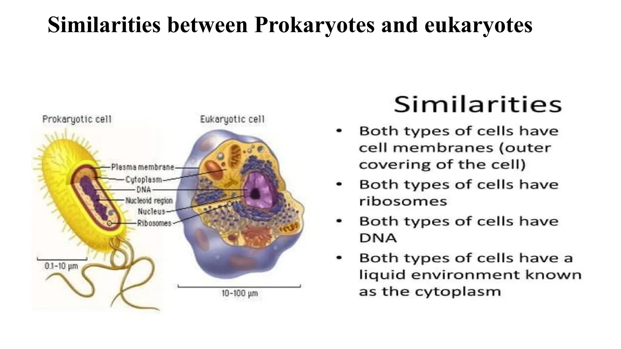Prokaryotes and eukaryotes Presentation_MICROBIOLOGY_2.pptx