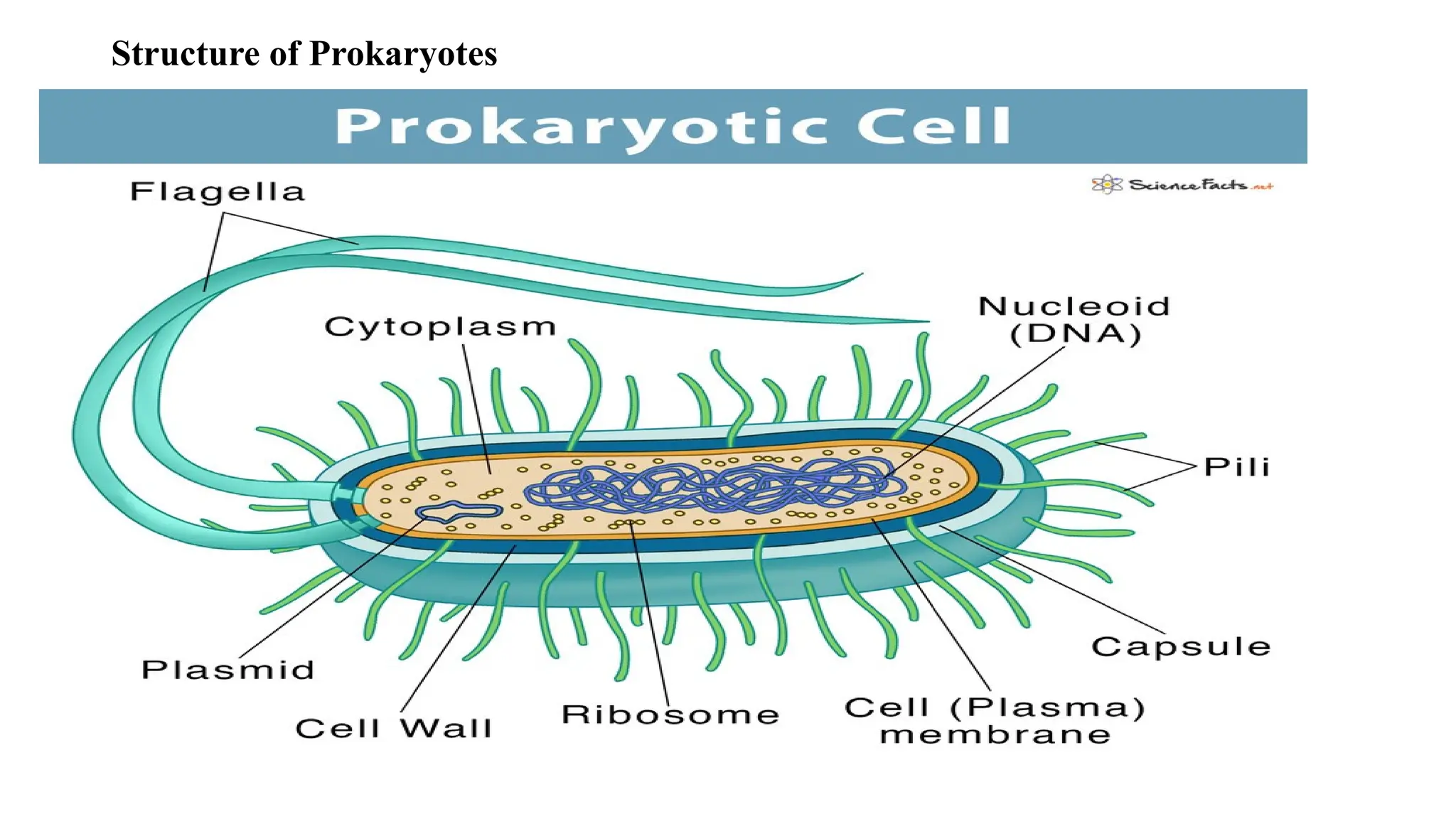 Prokaryotes and eukaryotes Presentation_MICROBIOLOGY_2.pptx