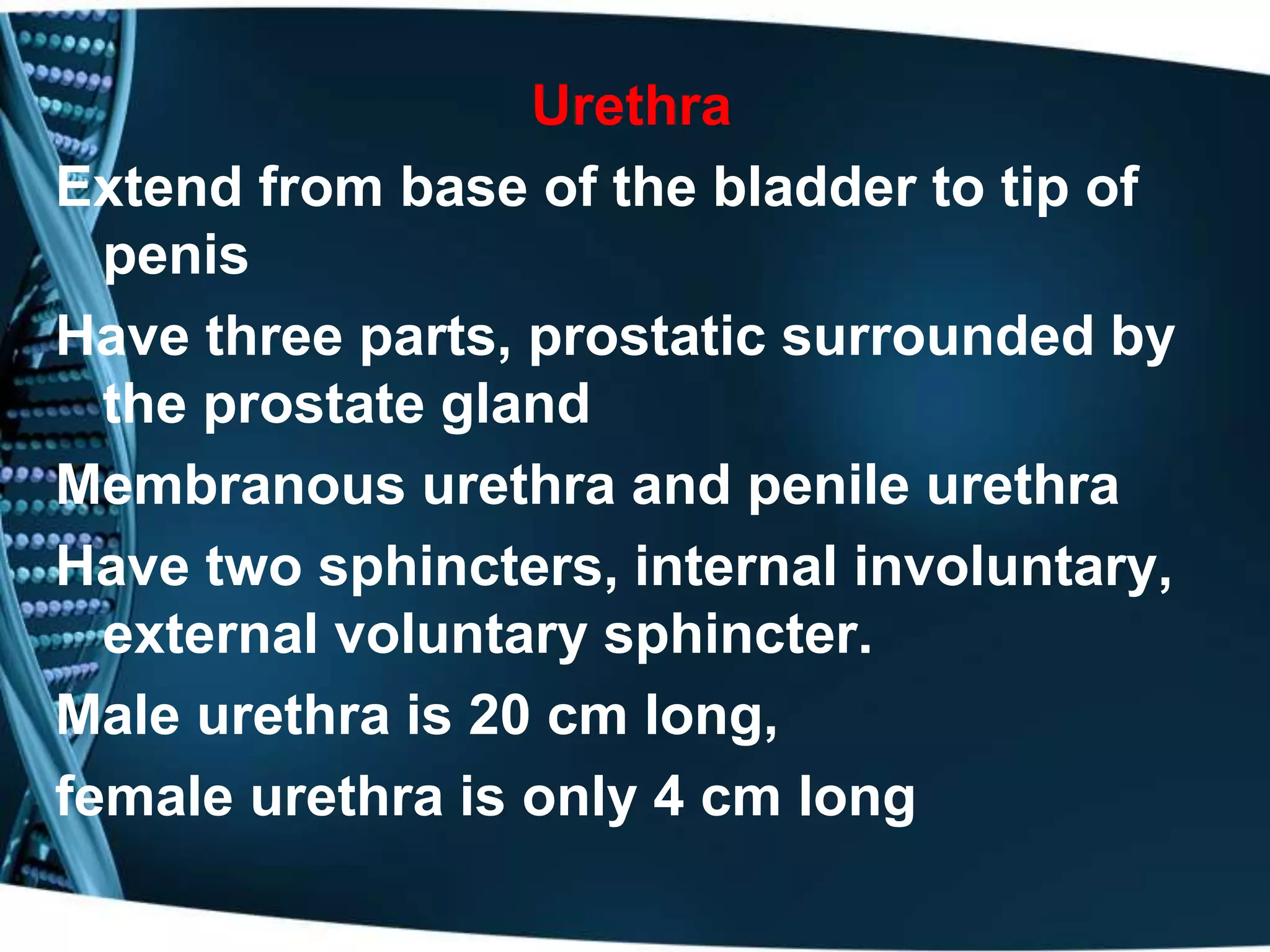 Urinary system | PPTX | Reproductive Health | Diseases and Conditions