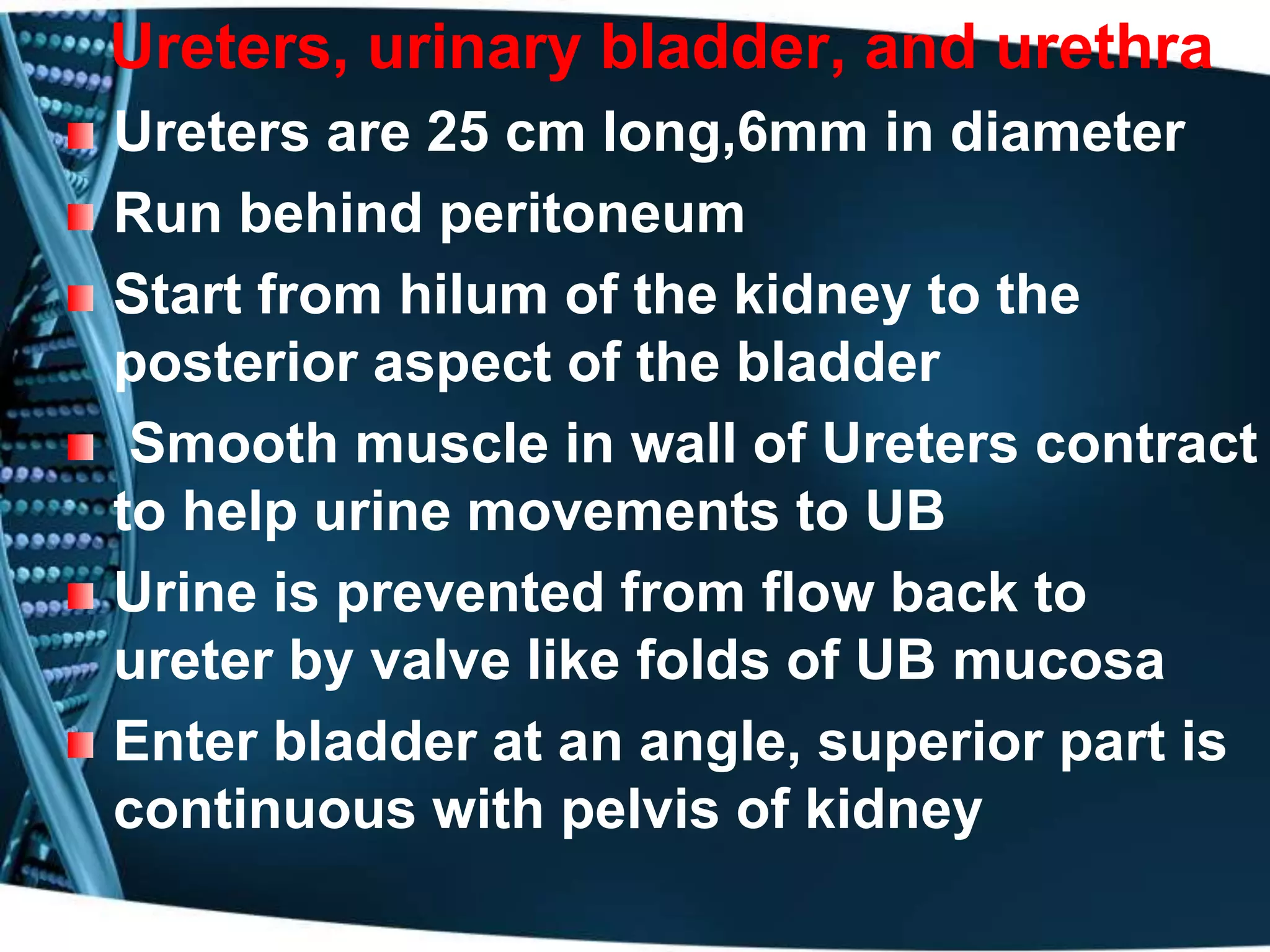 Urinary system | PPTX