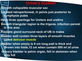 Urinary system | PPTX | Reproductive Health | Diseases and Conditions