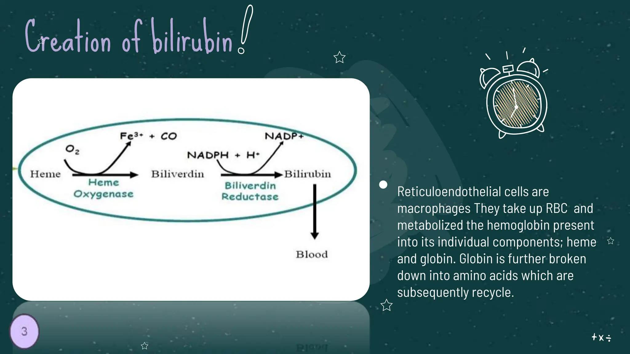 Bilirubin Test: Metabolism to Health Implications – PPT & pdf file | PPTX