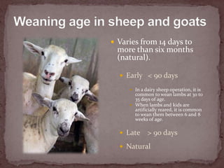 Weaning lambs and kids | PPTX