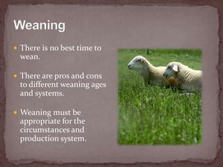 Weaning lambs and kids | PPTX