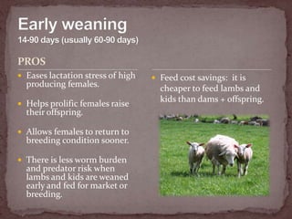 Weaning lambs and kids | PPTX