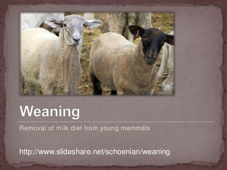Weaning lambs and kids