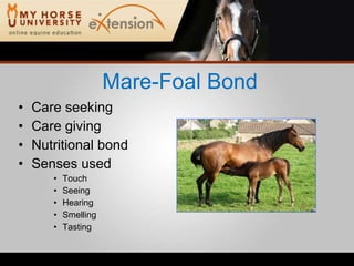 Weaning A Foal (Skelly) | PPT | Equine Sports | Sports