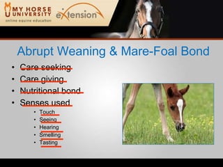 Weaning A Foal (Skelly) | PPT | Equine Sports | Sports