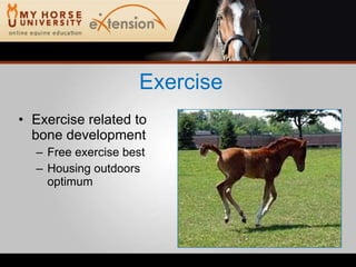 Weaning A Foal (Skelly) | PPT | Equine Sports | Sports