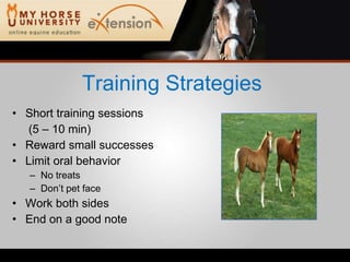 Weaning A Foal (Skelly) | PPT | Equine Sports | Sports