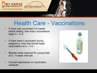 Weaning A Foal (Skelly) | PPT