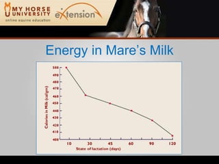 Weaning A Foal (Skelly) | PPT | Equine Sports | Sports