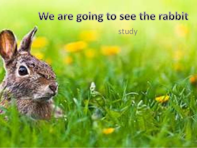 We are going to see the rabbit
