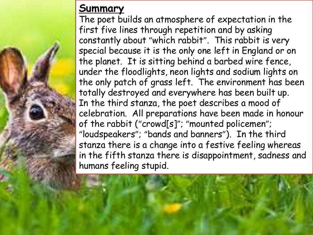 We are going to see the rabbit