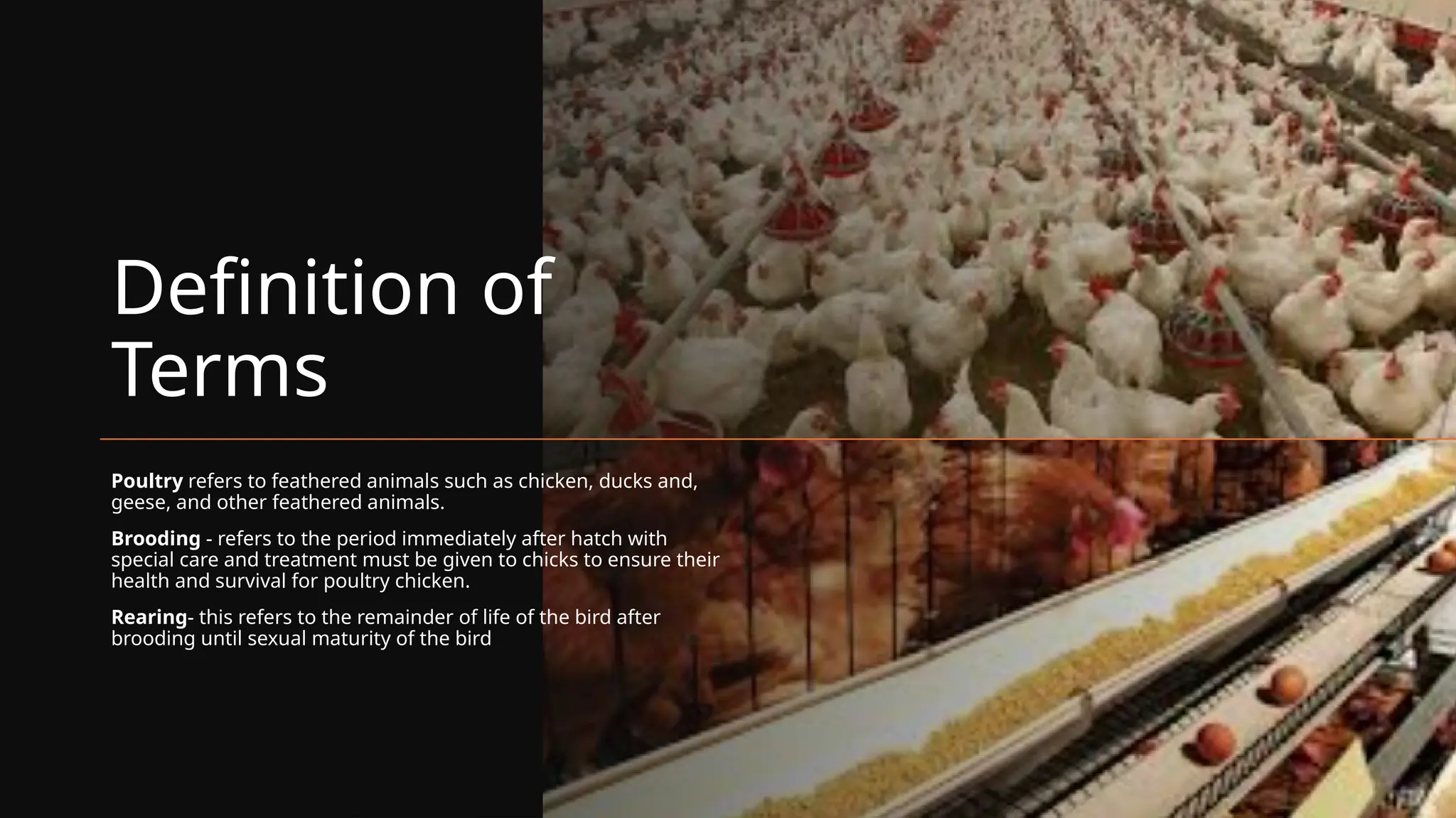 Wearing Personal Protective Equipment according to Occupational Health.pptx