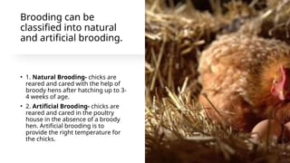 Wearing Personal Protective Equipment according to Occupational Health.pptx