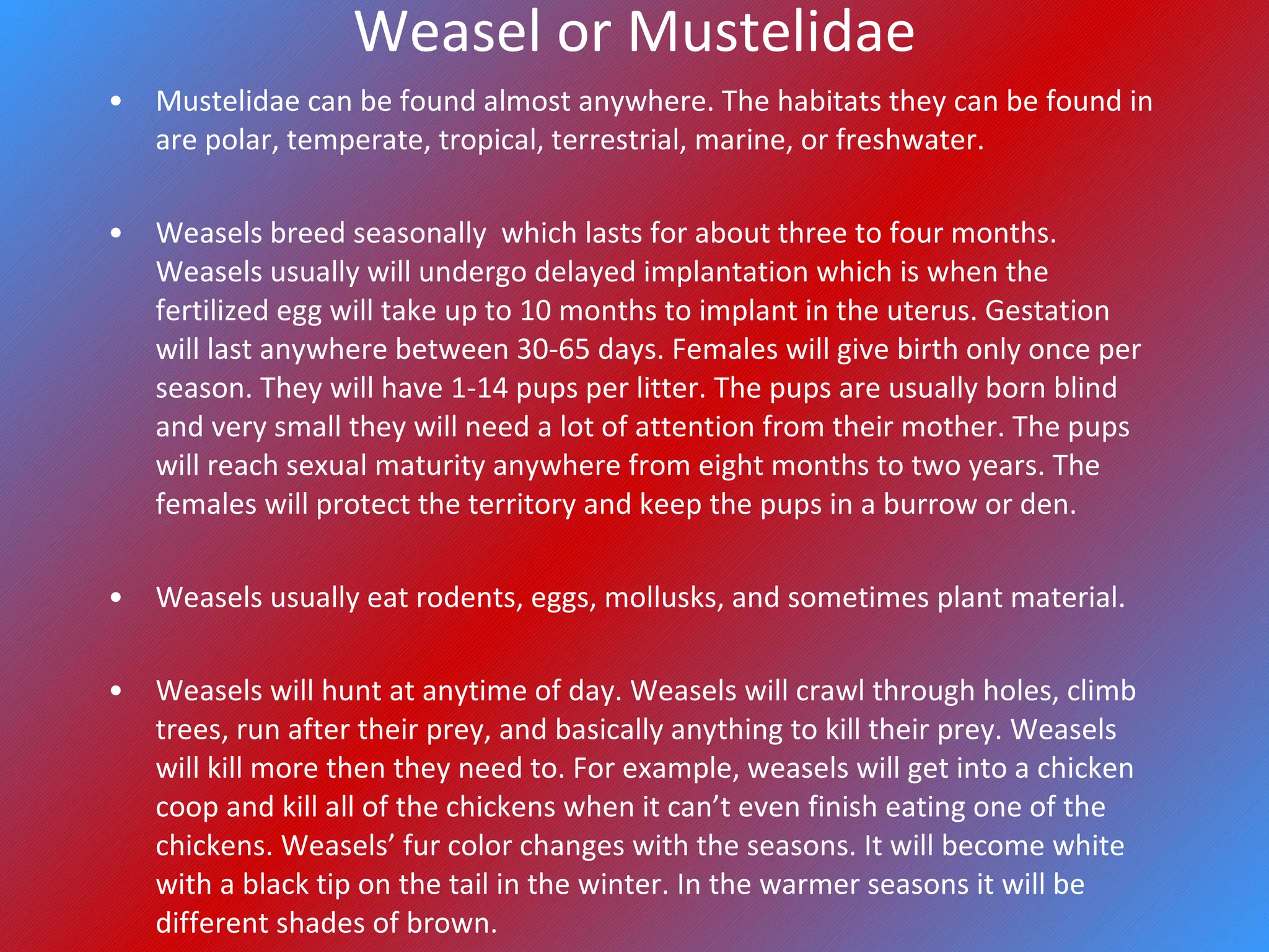 Missy Stickney- Weasel | PPT | Cats | Pets