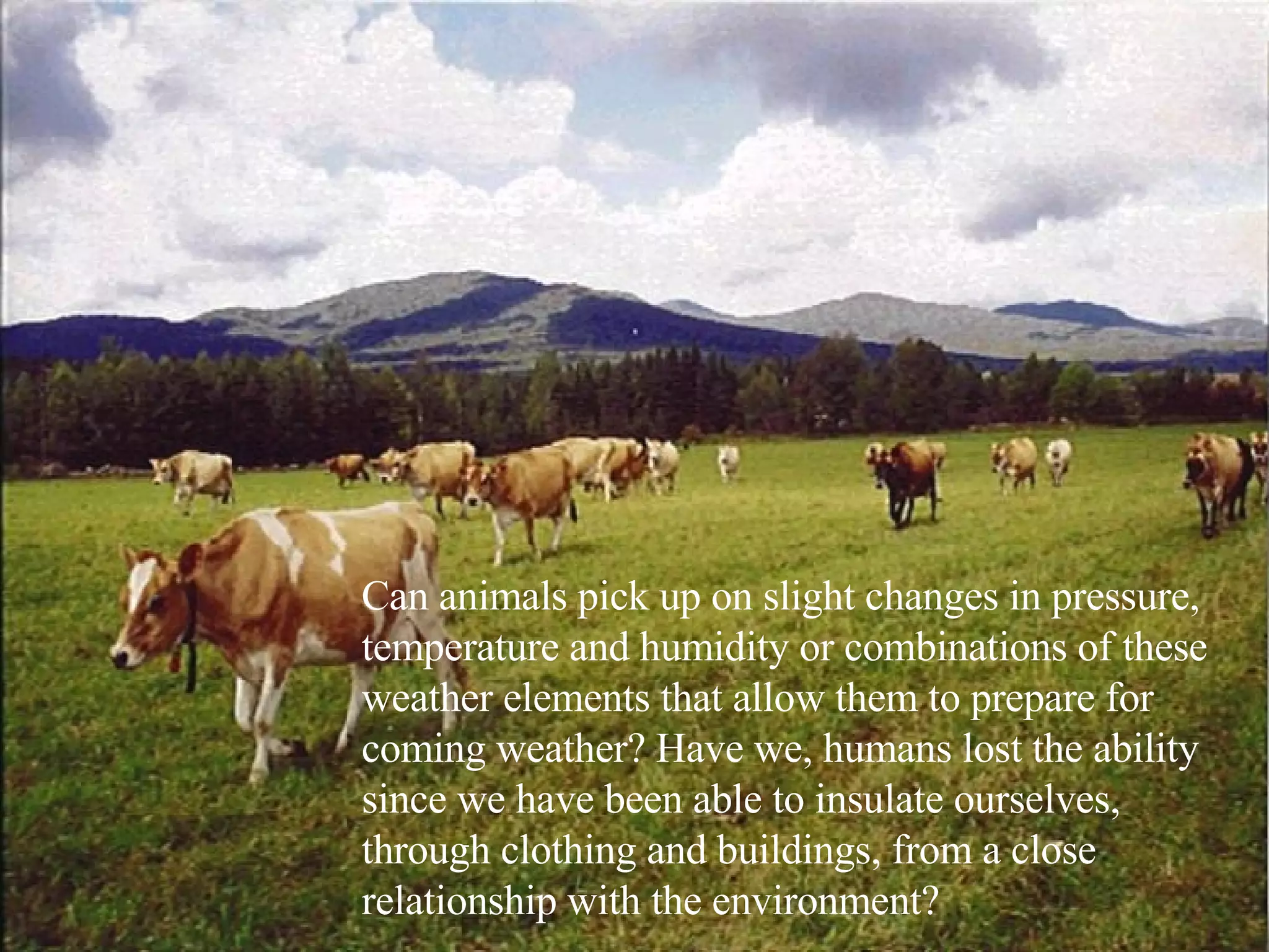 Weather Cow Lore | PPT