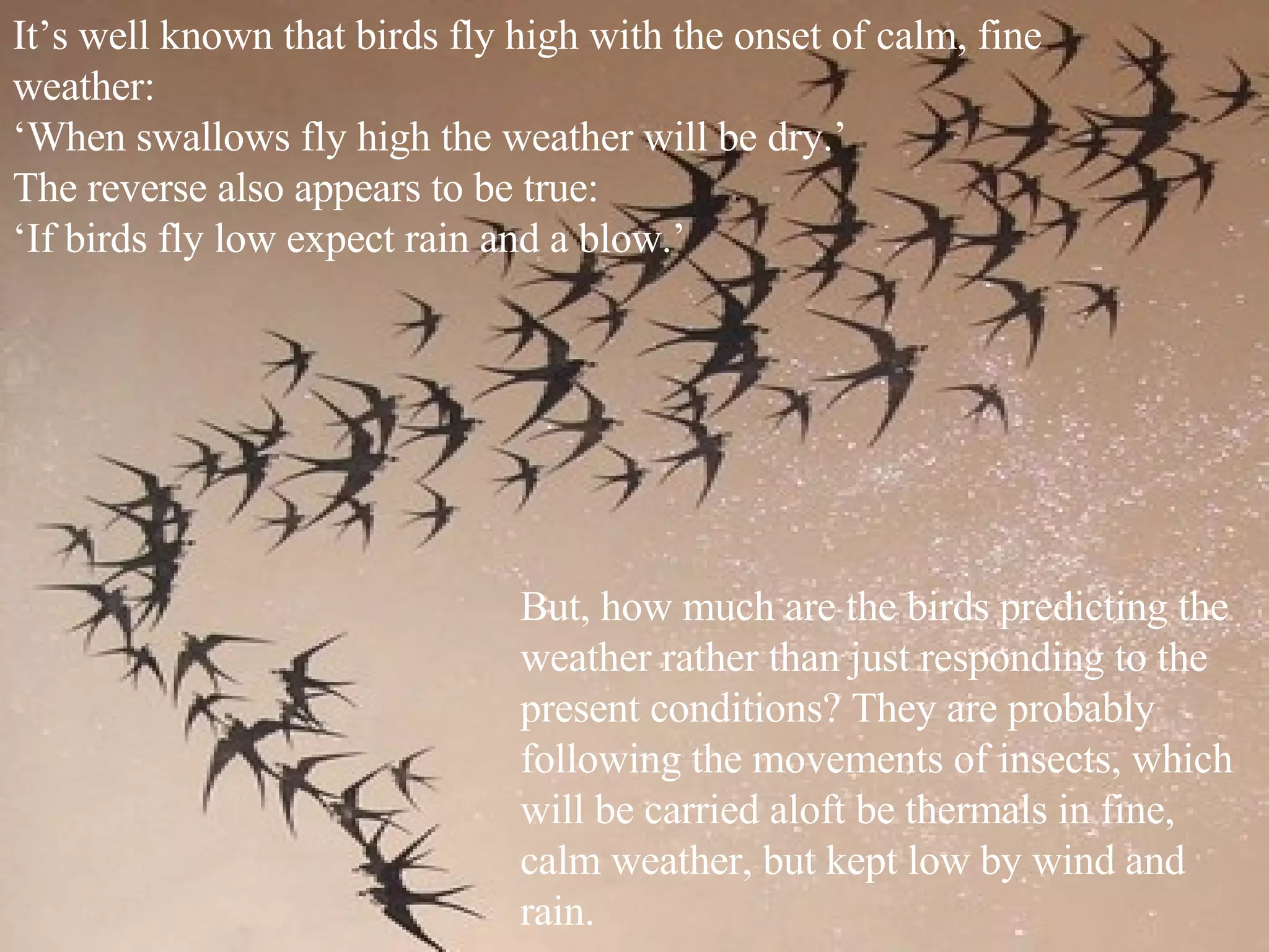 Weather Cow Lore | PPT