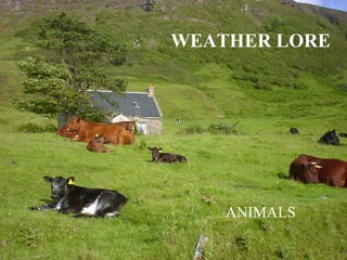 Weather Cow Lore | PPT
