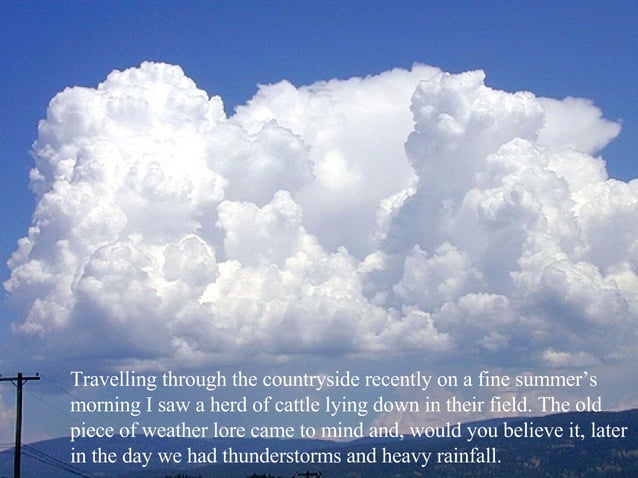 Weather Cow Lore | PPT