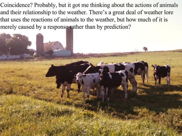 Weather Cow Lore | PPT