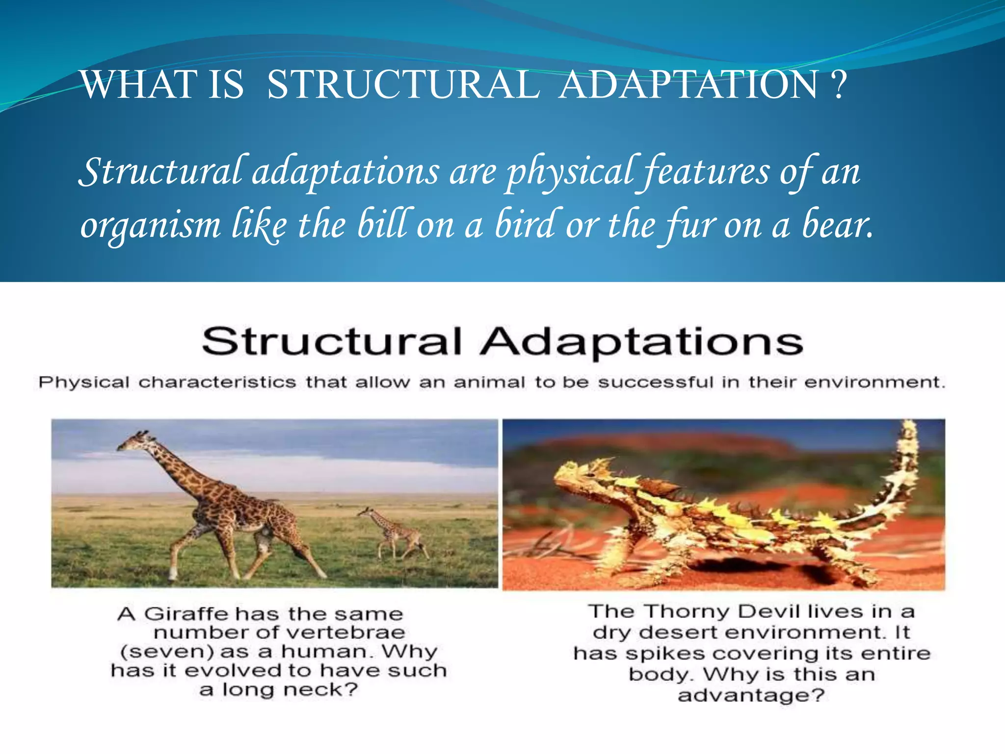 Weather,Climate and Adaptations | PPTX
