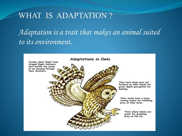 Weather,Climate and Adaptations | PPTX