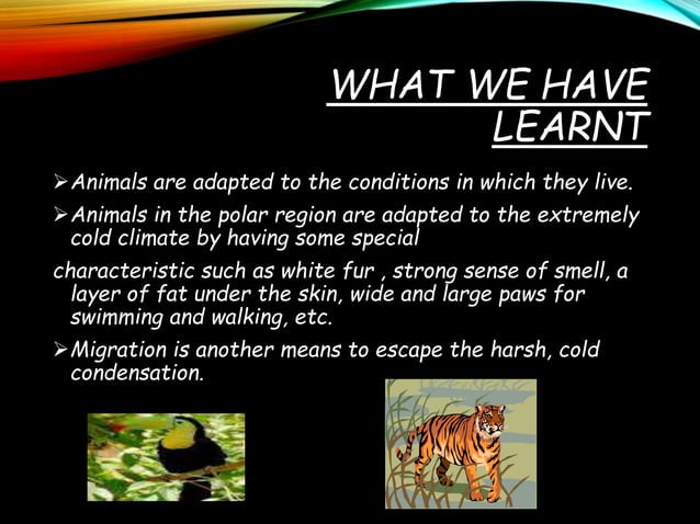 Weather Climate and Adaptations of Animals to Climate | PPTX | Birds | Pets