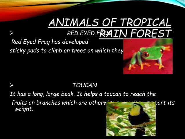 Weather Climate and Adaptations of Animals to Climate | PPTX | Birds | Pets