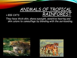 Weather Climate and Adaptations of Animals to Climate | PPTX
