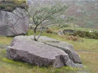 Biological Weathering By Plants