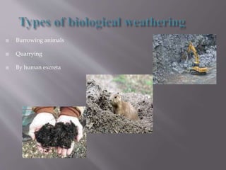 Biological Weathering Animals
