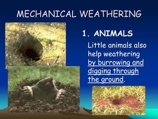 Weathering By Animals