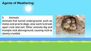 Weathering powerpoint. This is best use for observation or ...