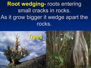Weathering and Erosion | PPT