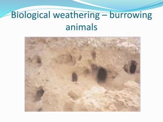 Weathering and Erosion | PPTX