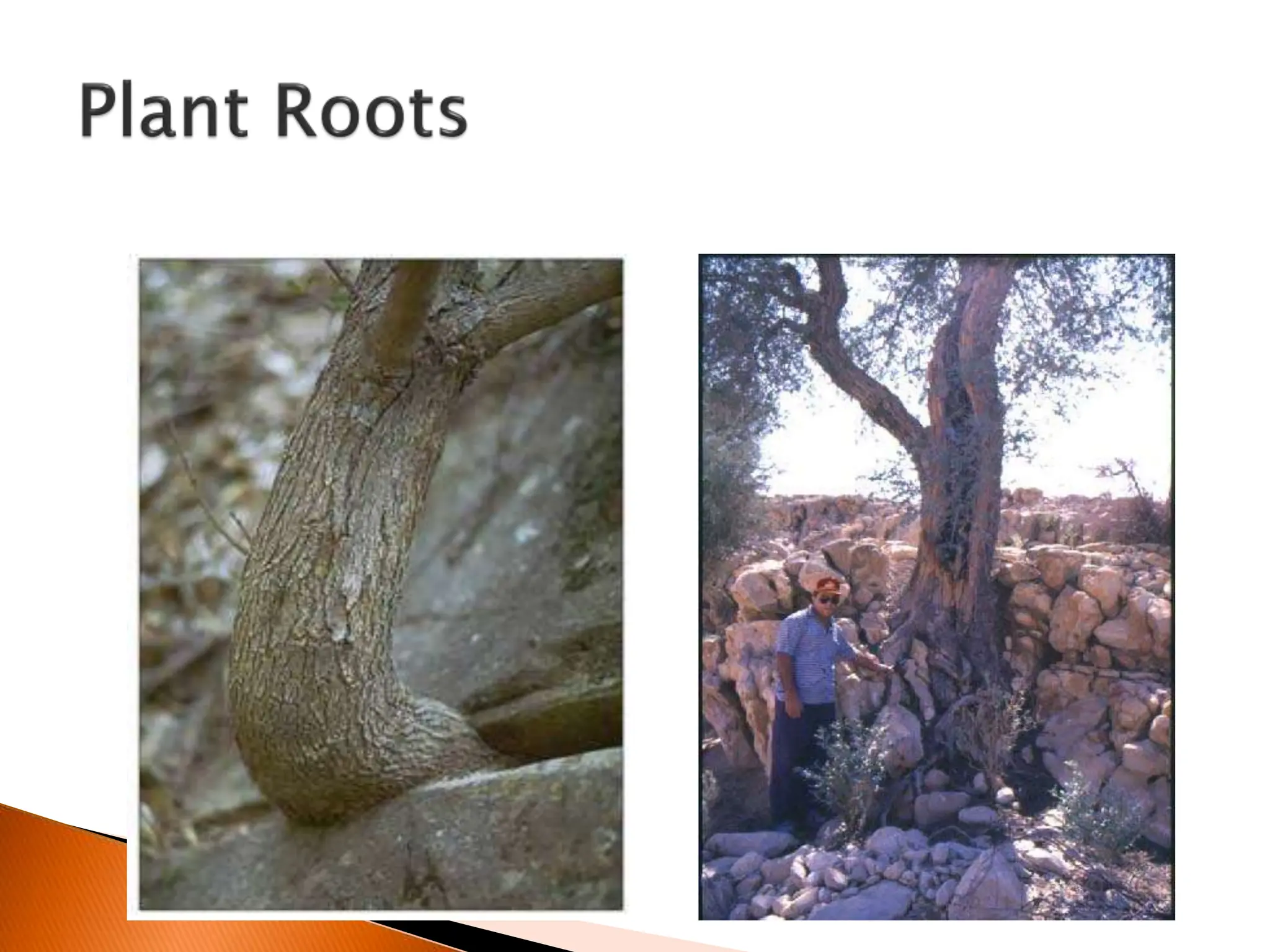 Weathering & Mass Wasting or Mass Movement of Earth | PPT Weathering & Mass Wasting or Mass Movement of Earth | PPT