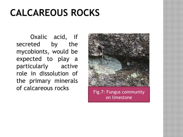 Different weathering mechanism of rocks by lichen | PPT